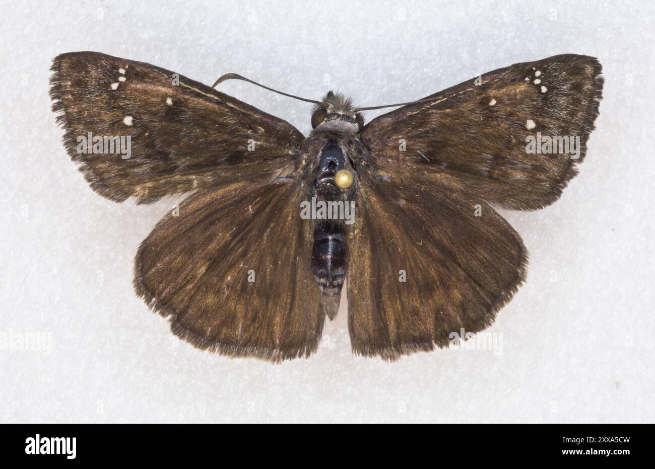 Meridian Duskywing (Erynnis meridianus) Insecta Stock Photo - Alamy