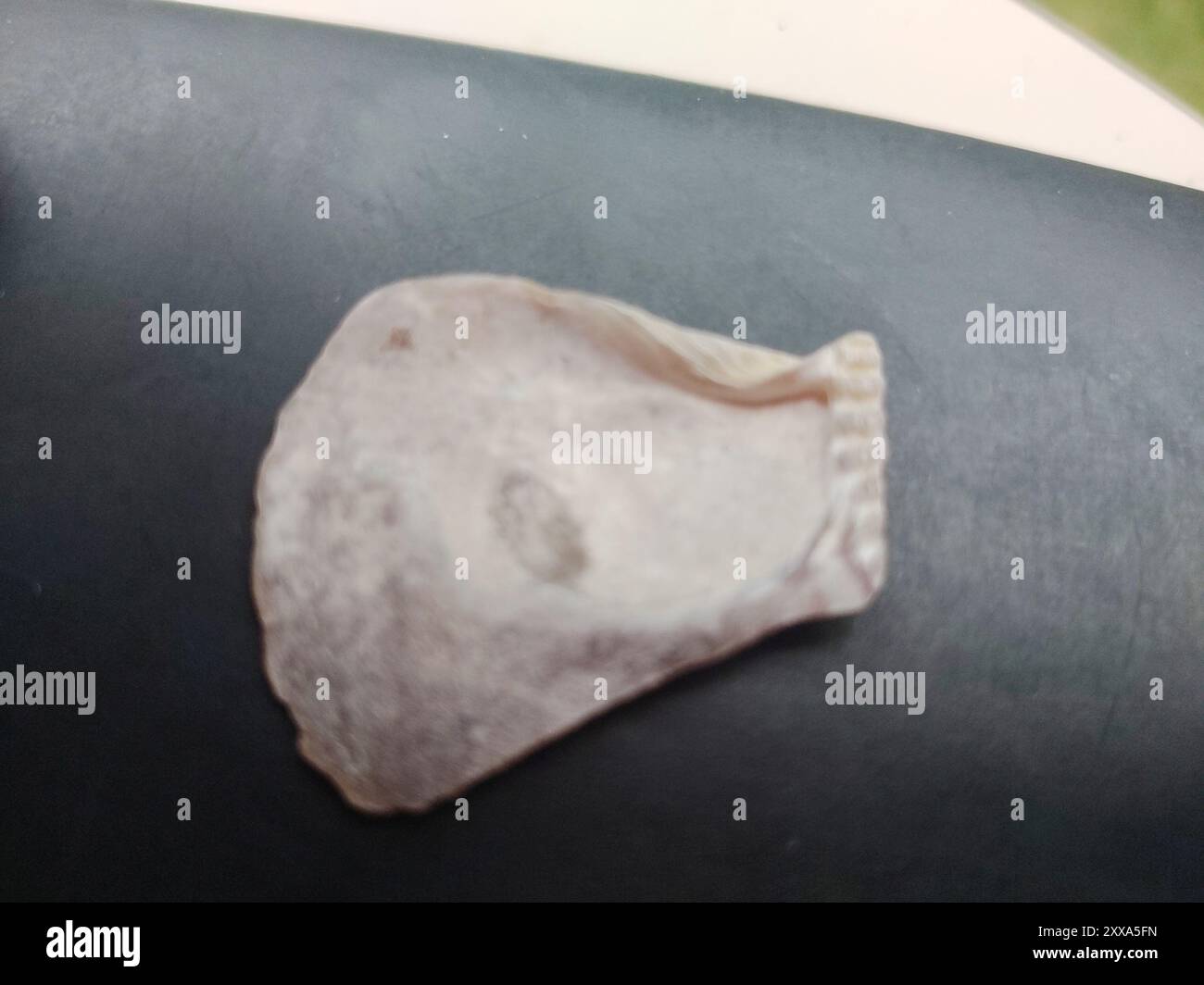 Flat Tree Oyster (Isognomon alatus) Mollusca Stock Photo - Alamy