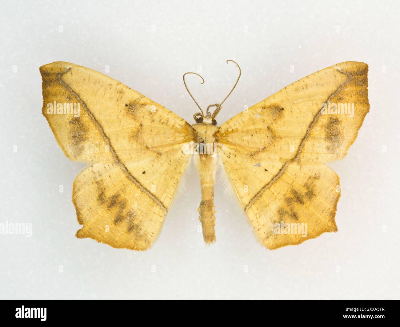 Large Maple Spanworm Moth (Prochoerodes lineola) Insecta Stock Photo ...