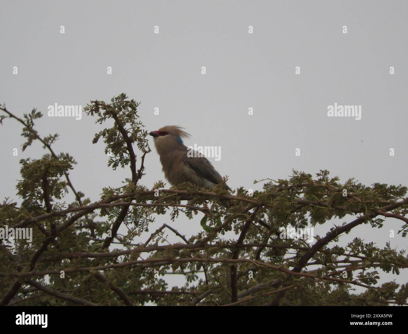 Blue-naped Mousebird (Urocolius macrourus) Aves Stock Photo - Alamy