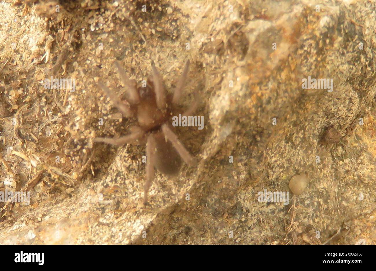 Stealthy Ground Spiders (Gnaphosidae) Arachnida Stock Photo - Alamy