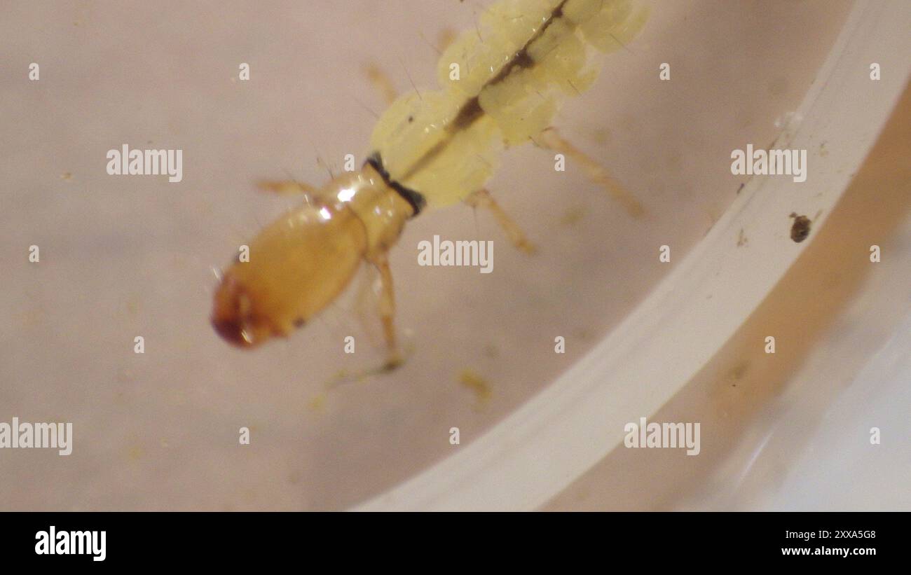 Little Black Caddisflies (Chimarra) Insecta Stock Photo - Alamy