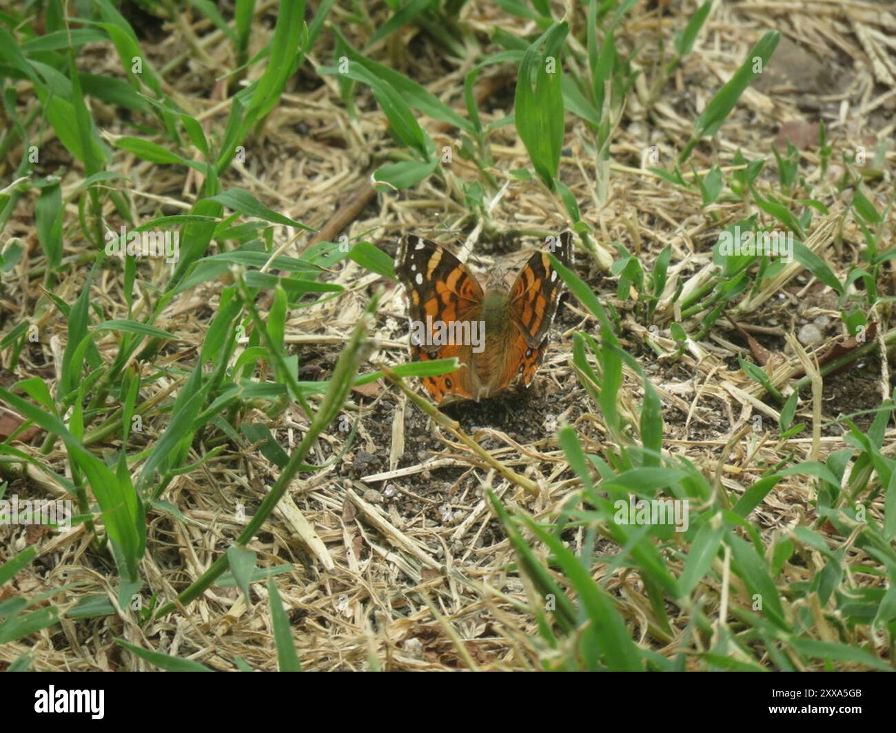 Subtropical Lady (Vanessa carye) Insecta Stock Photo - Alamy