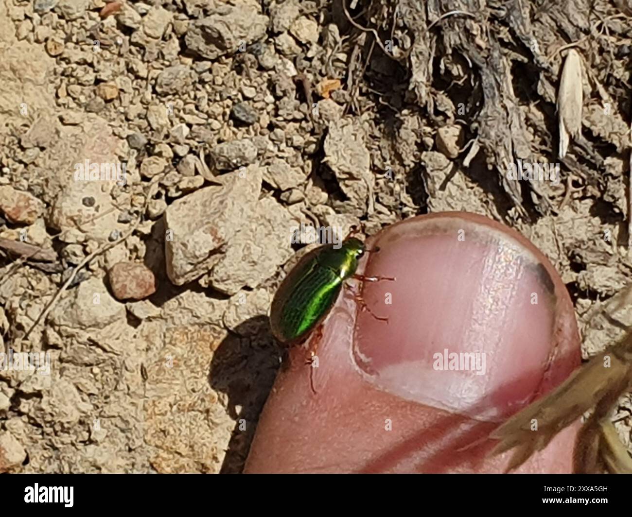 Pyronota hi-res stock photography and images - Alamy