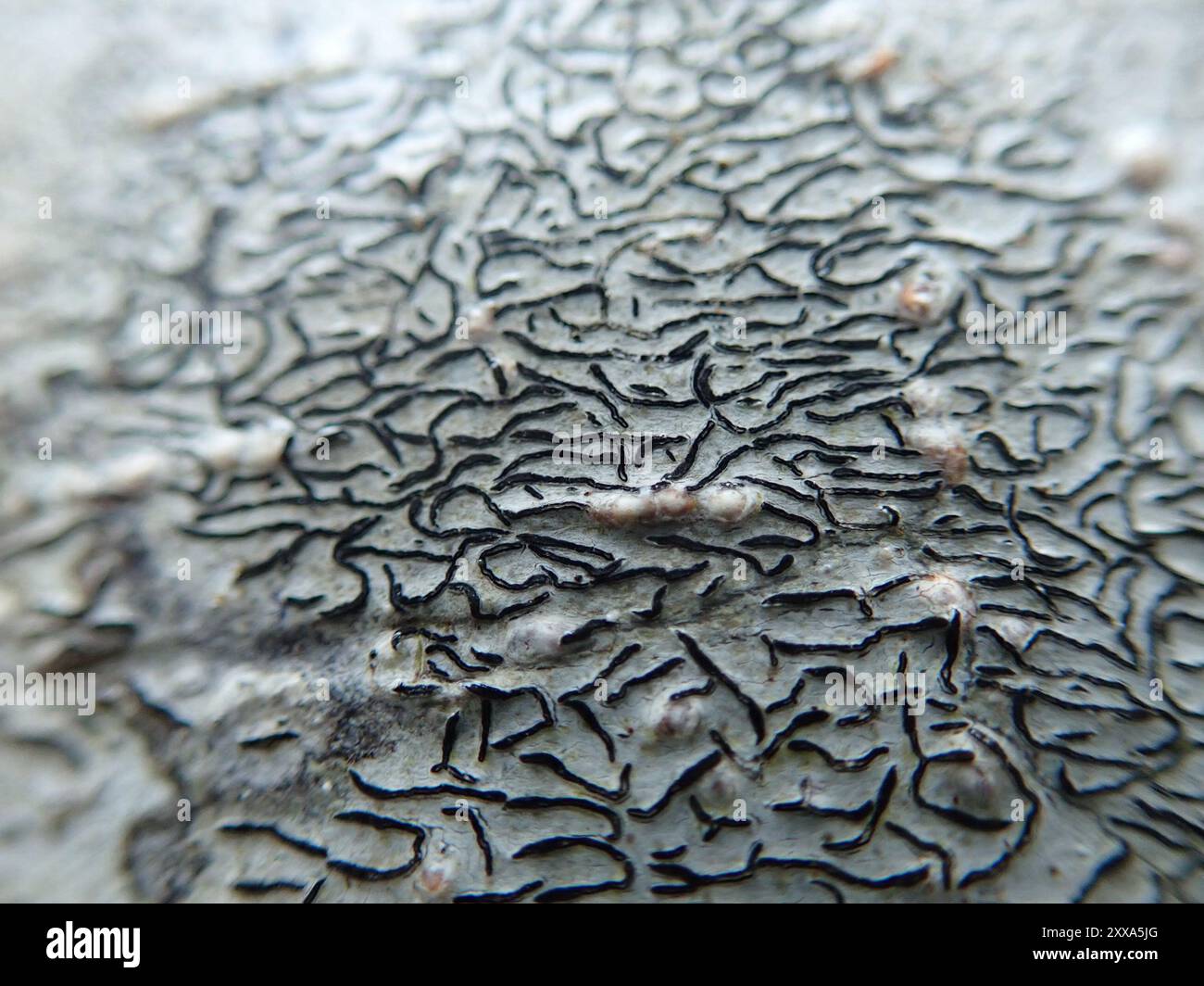 Common Script Lichen (Graphis scripta) Fungi Stock Photo - Alamy