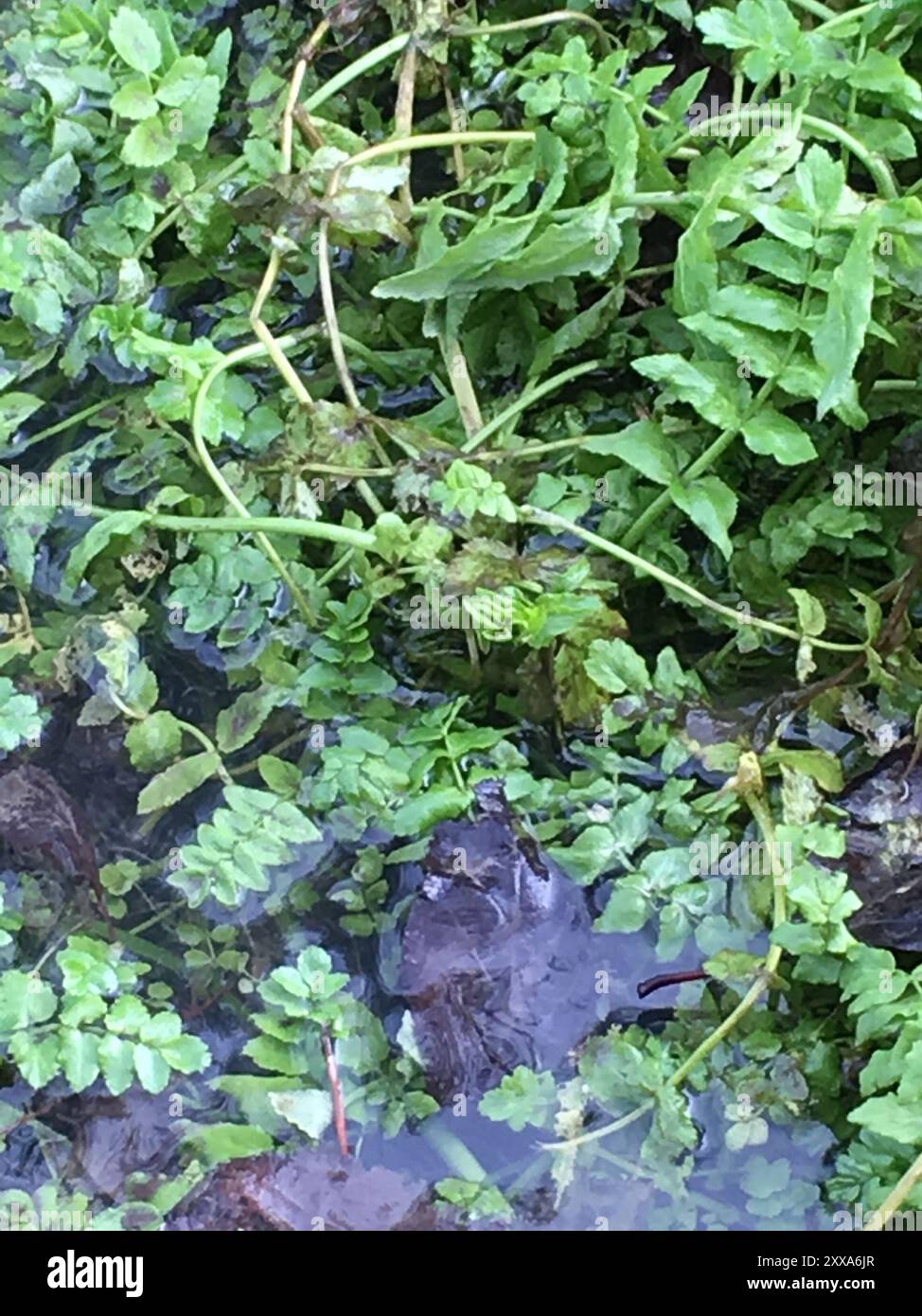 fool's watercress (Apium nodiflorum) Plantae Stock Photo - Alamy