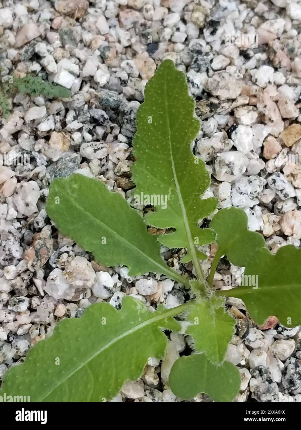 Saharan Mustard (Brassica tournefortii) Plantae Stock Photo - Alamy
