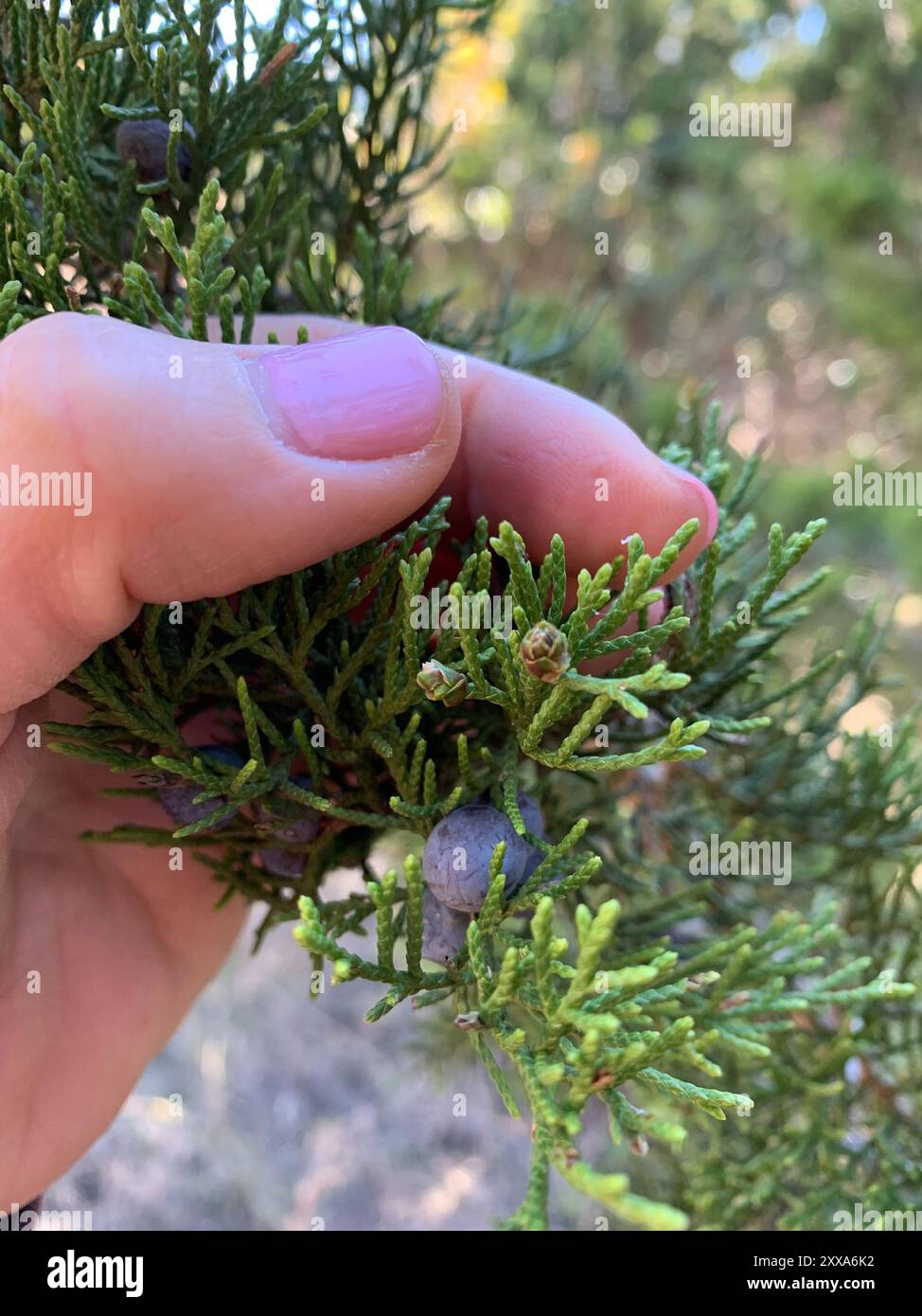 Ashe juniper (Juniperus ashei) Plantae Stock Photo - Alamy