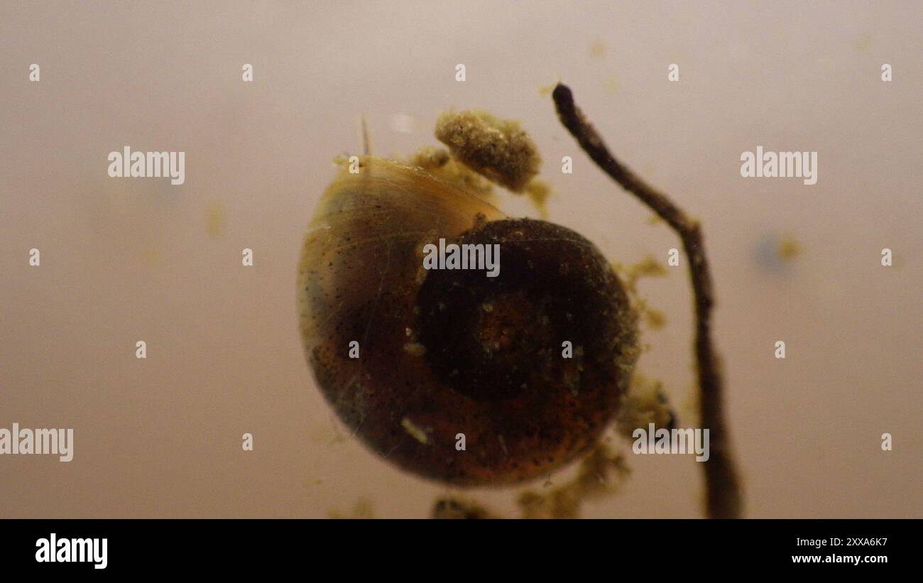 Ramshorn snails (Planorbidae) Mollusca Stock Photo - Alamy