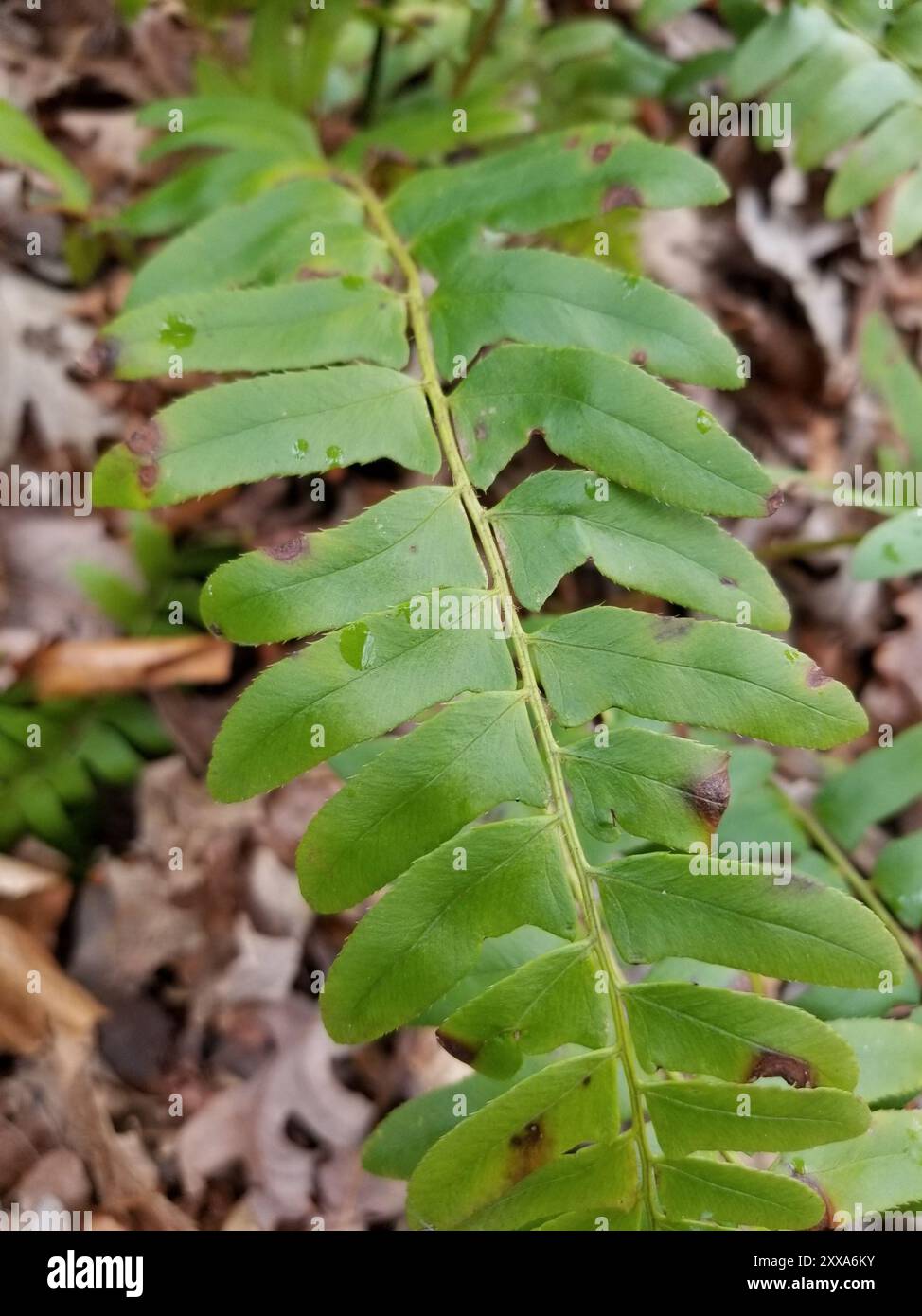 Christmas fern (Polystichum acrostichoides) Plantae Stock Photo - Alamy