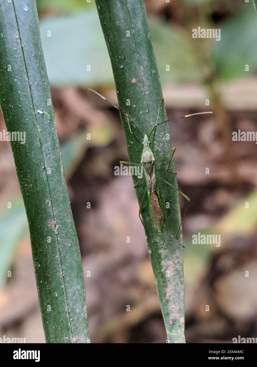 rice bugs (Stenocoris) Insecta Stock Photo - Alamy
