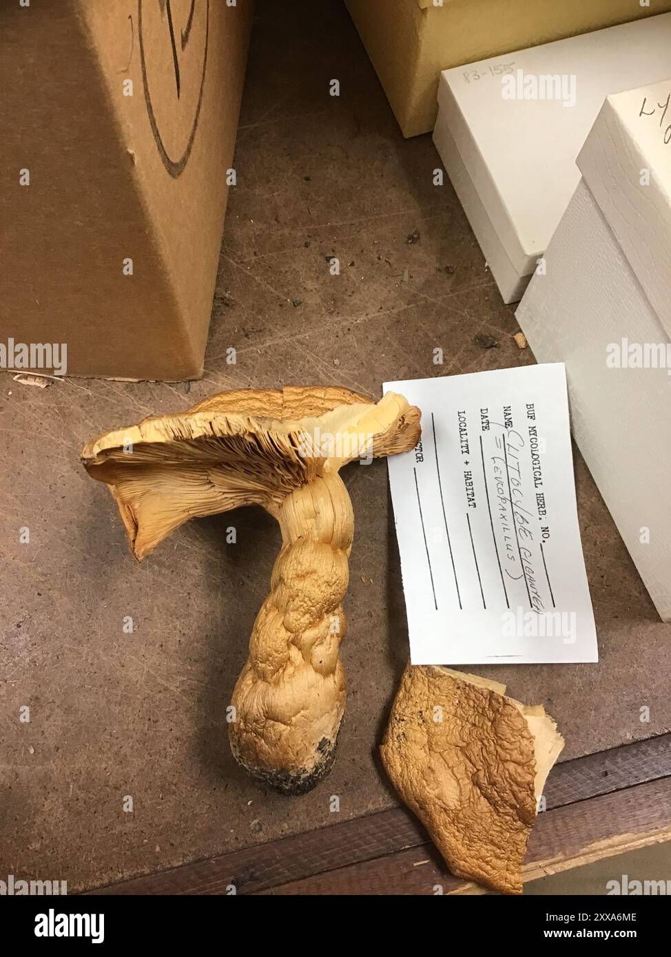 Giant Funnel (Aspropaxillus giganteus) Fungi Stock Photo - Alamy