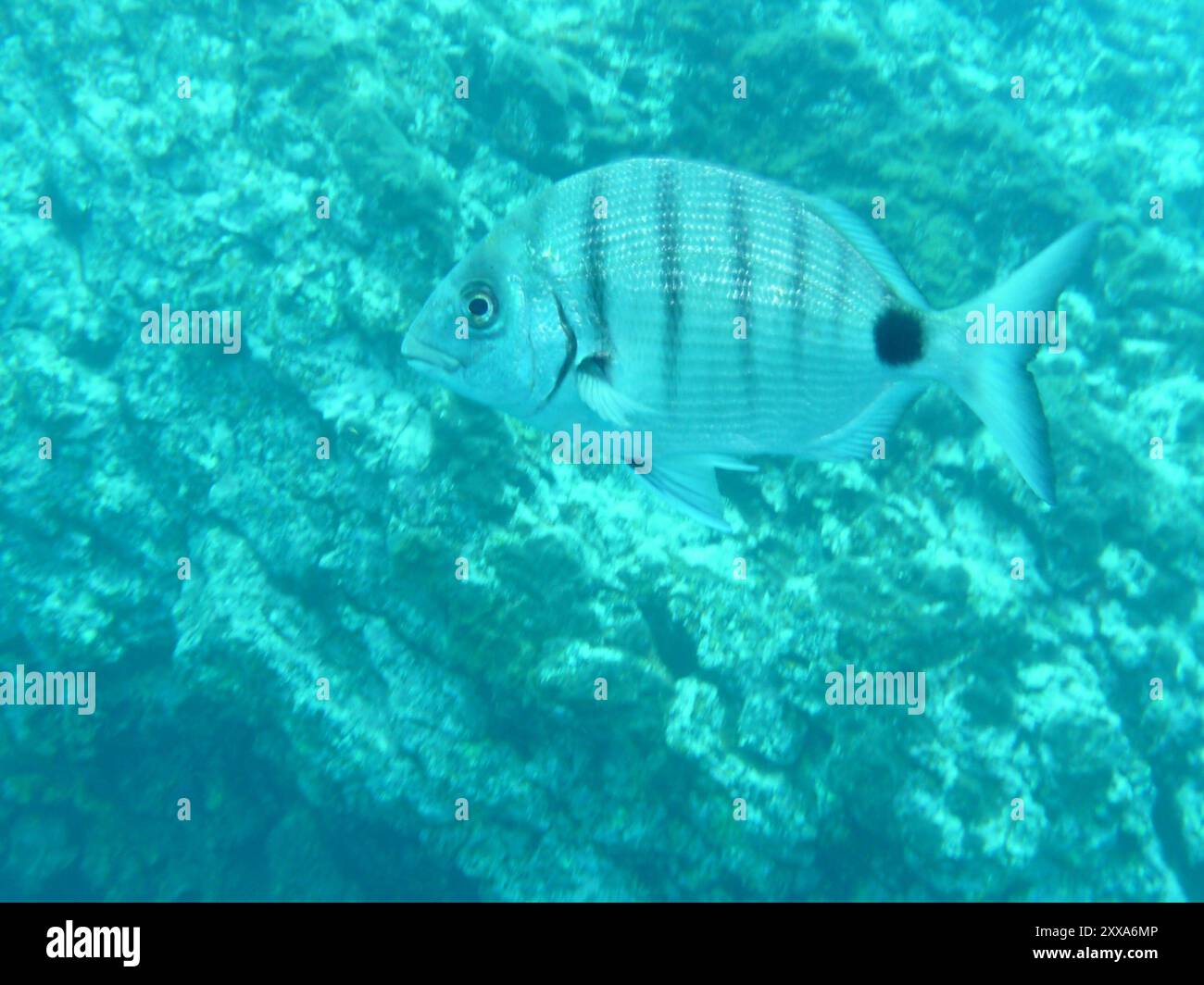 Moroccan White Seabream (Diplodus cadenati) Actinopterygii Stock Photo ...