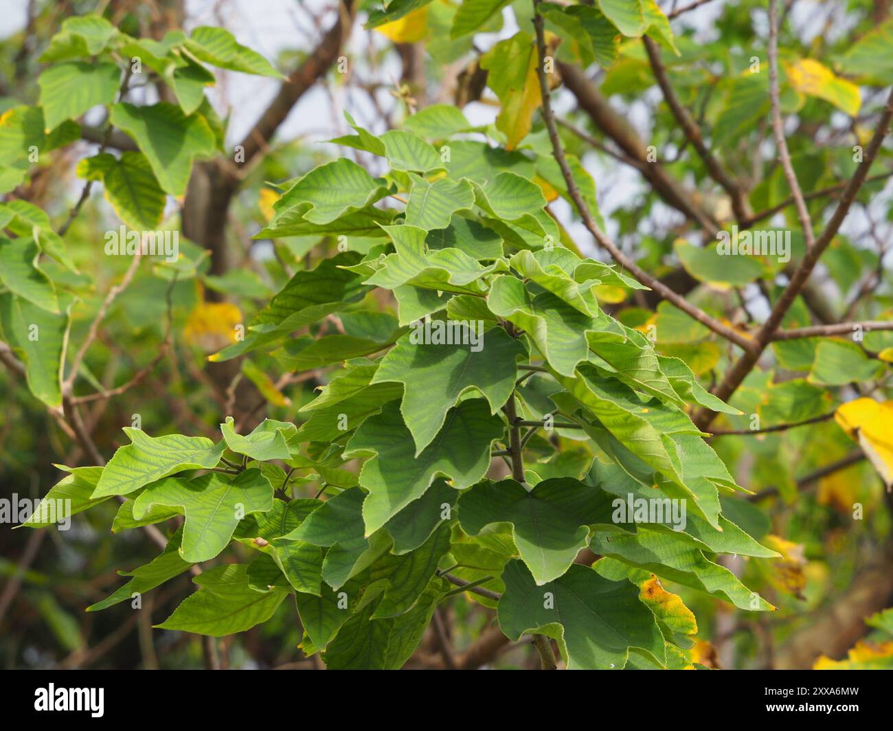 Paper mulberry (Broussonetia papyrifera) Plantae Stock Photo - Alamy