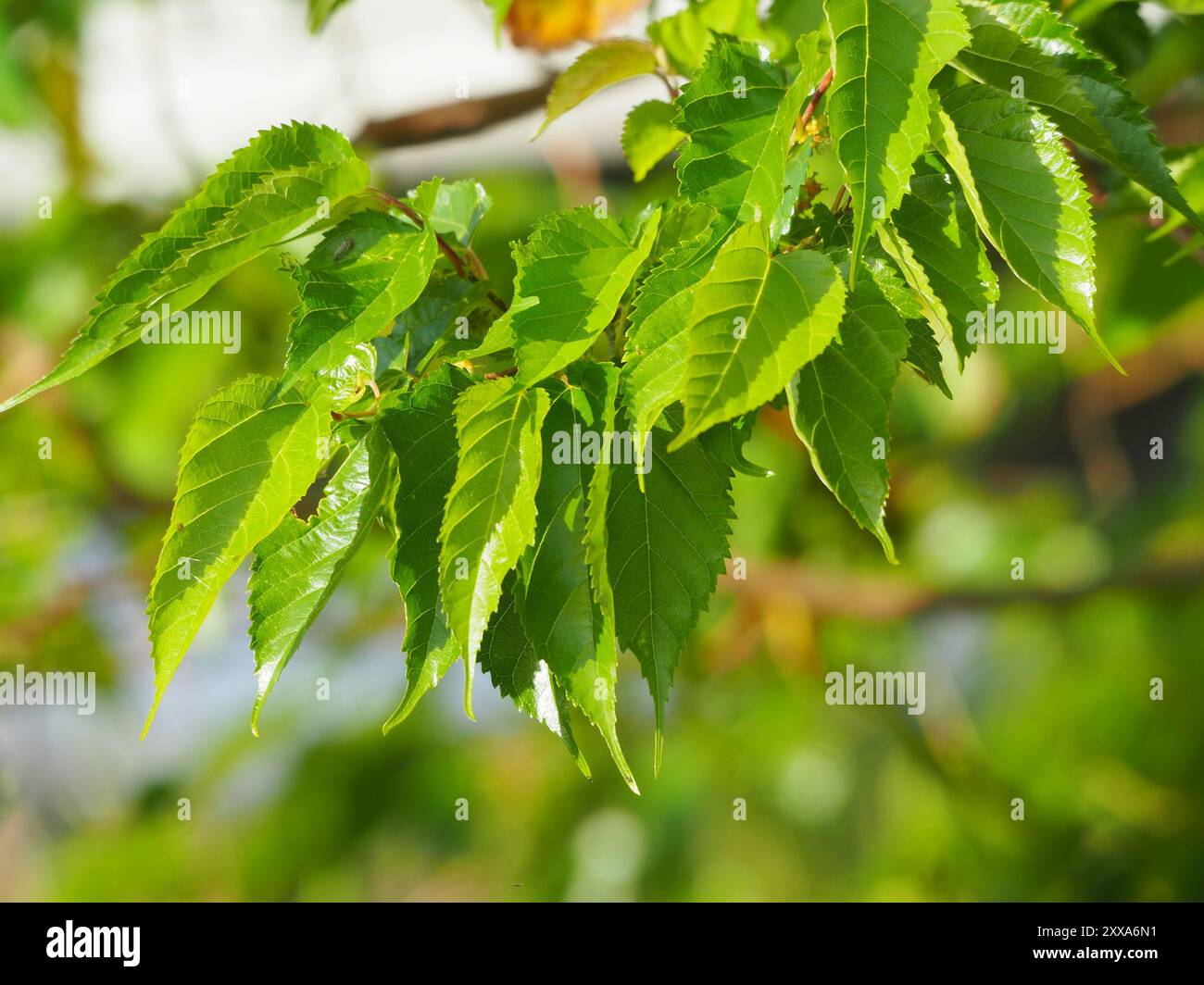 Korean mulberry (Morus indica) Plantae Stock Photo - Alamy