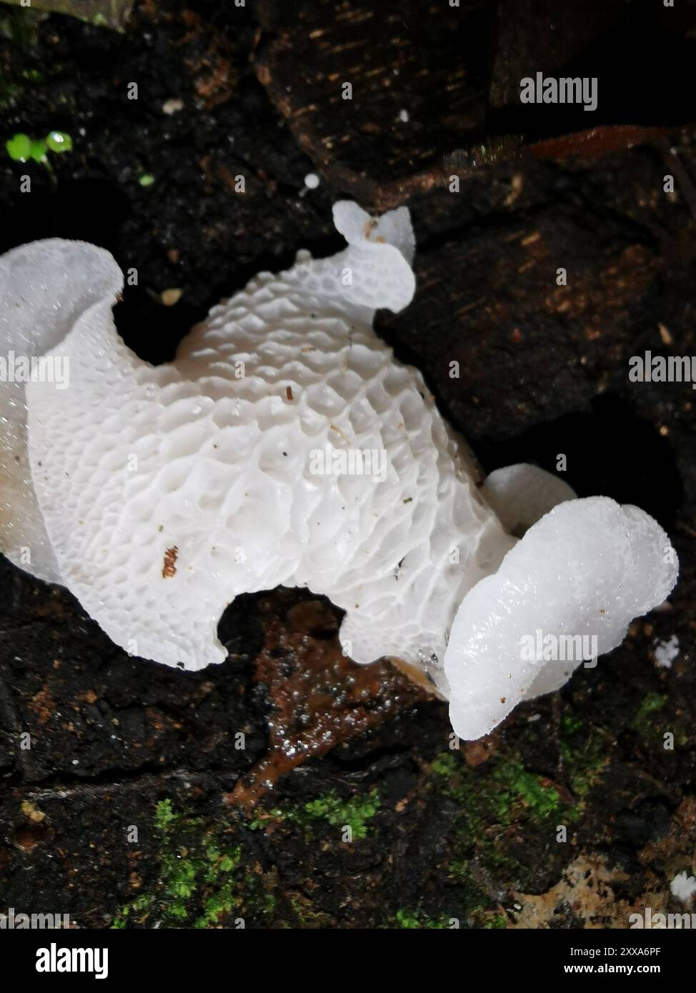 white porecap (Favolaschia pustulosa) Fungi Stock Photo - Alamy