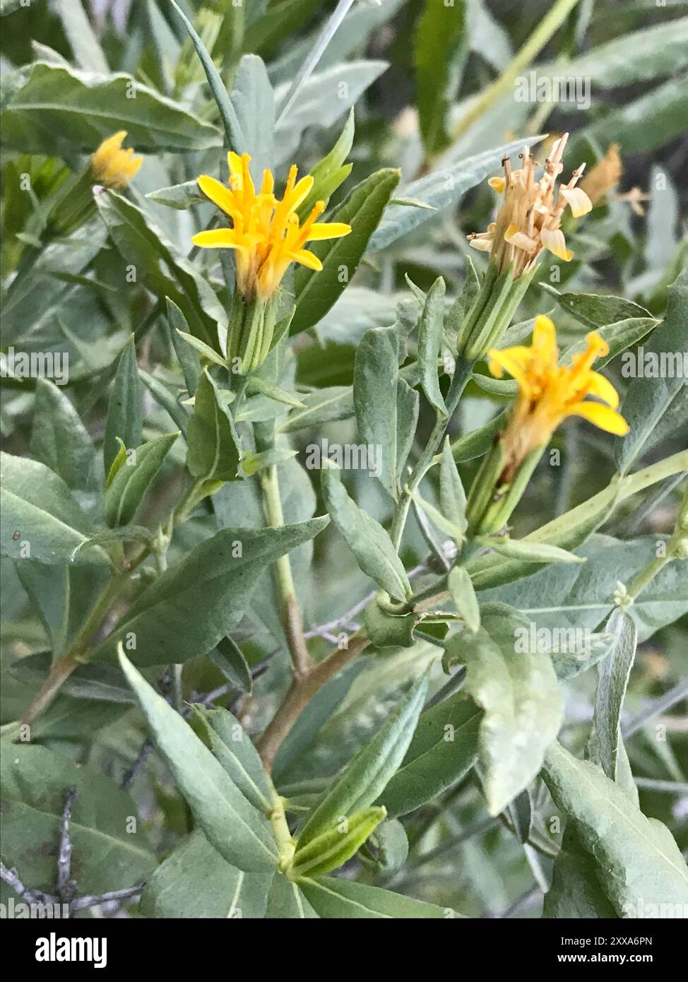 American threefold (Trixis californica) Plantae Stock Photo - Alamy