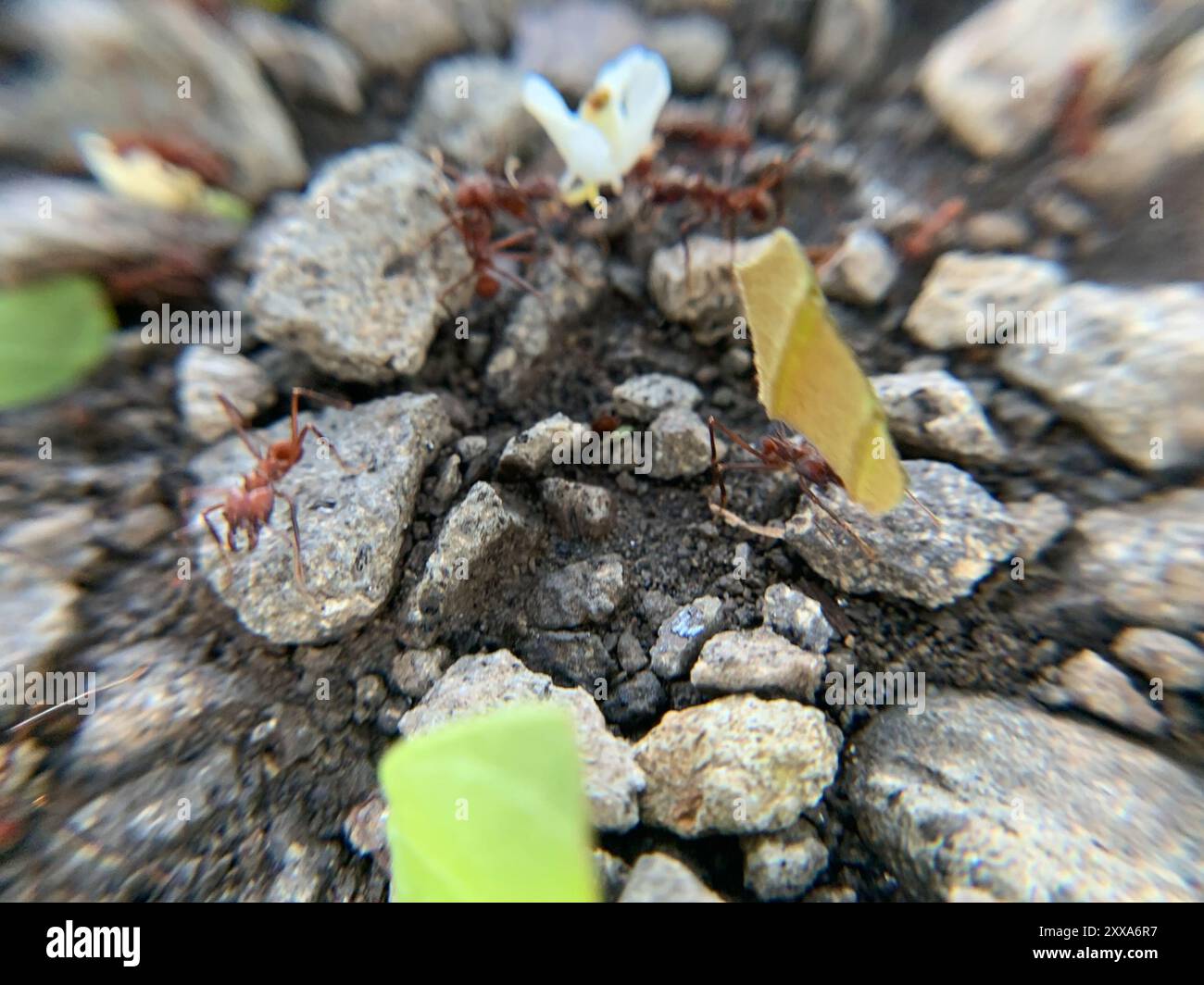 Colombian Leafcutter Ant (Atta colombica) Insecta Stock Photo - Alamy