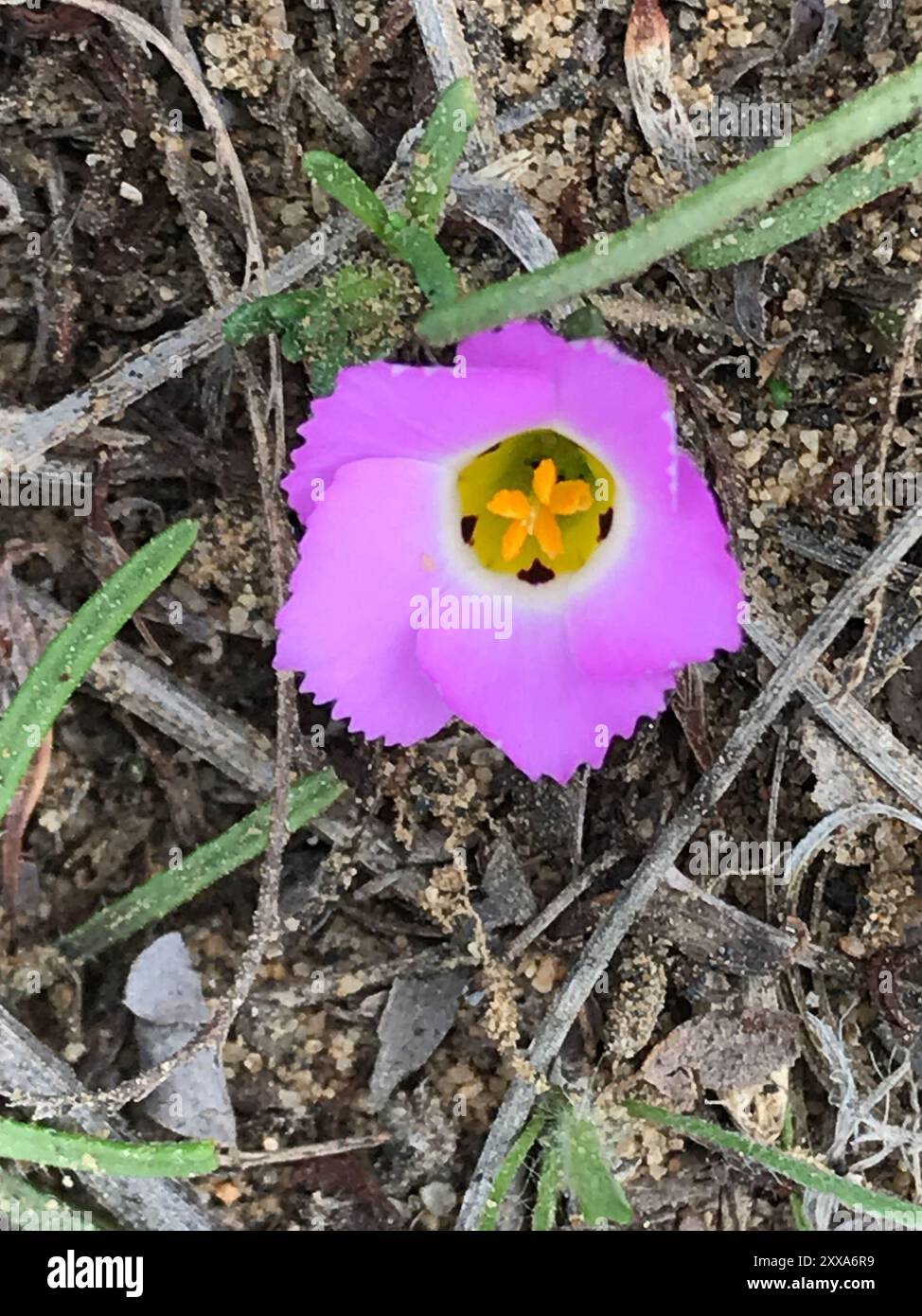 fringed linanthus (Linanthus dianthiflorus) Plantae Stock Photo - Alamy