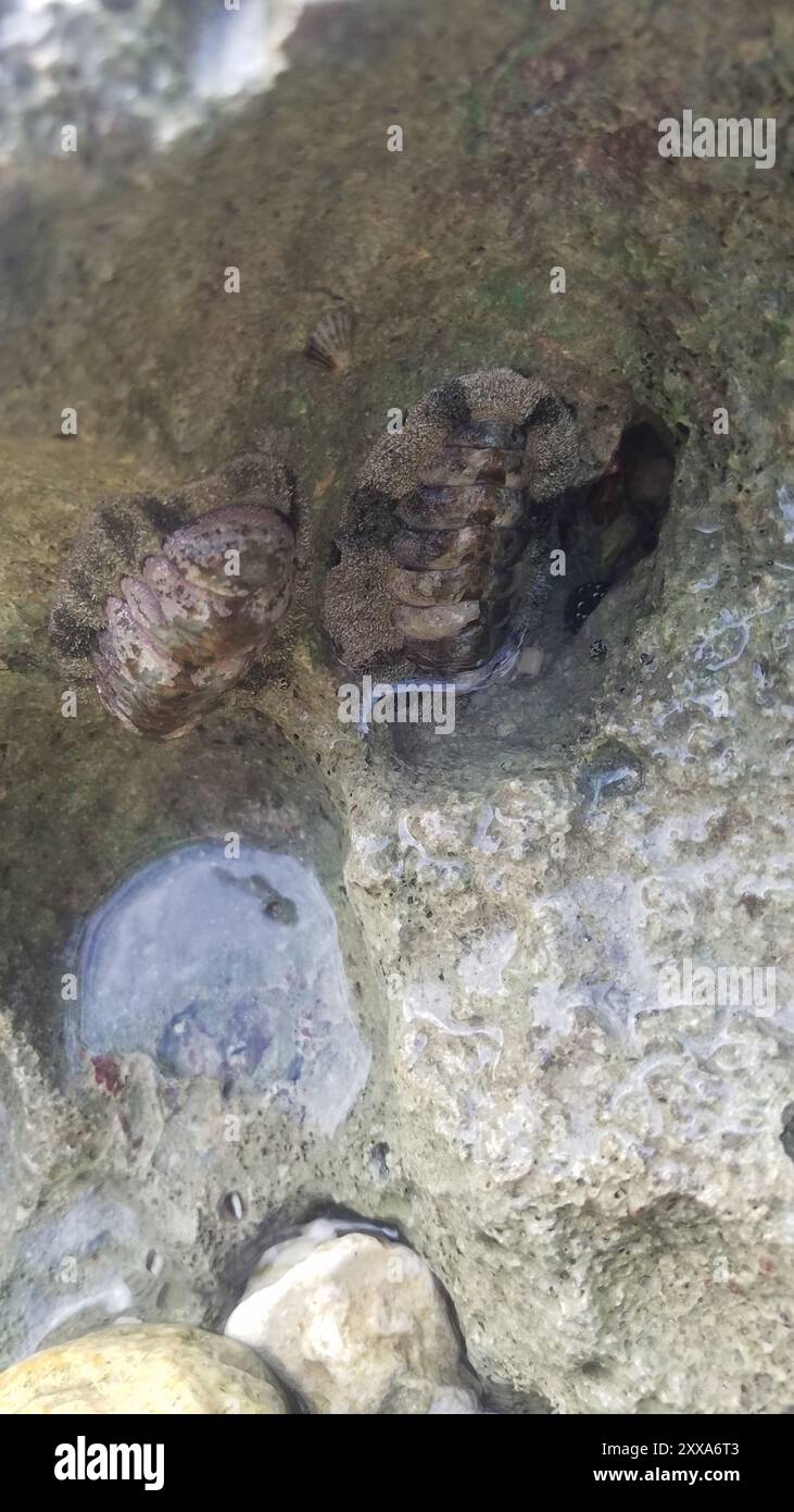 West Indian Fuzzy Chiton (Acanthopleura granulata) Mollusca Stock Photo ...