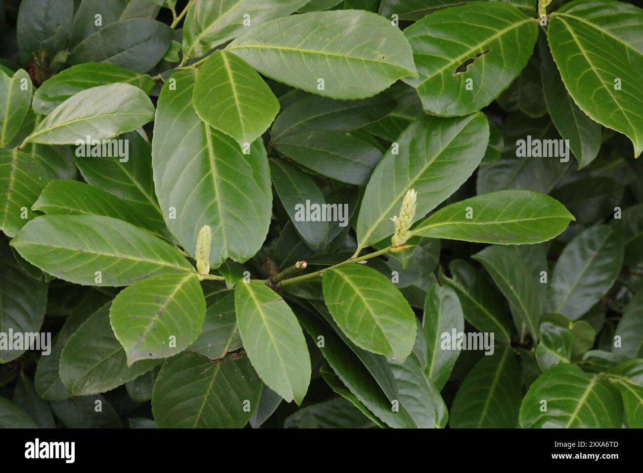 Cherry laurel (Prunus laurocerasus) Plantae Stock Photo - Alamy