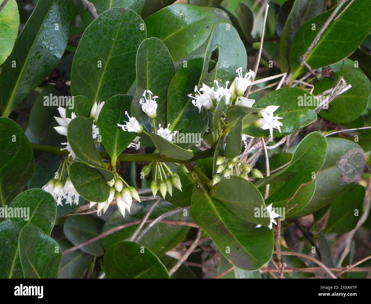 river mangrove (Aegiceras corniculatum) Plantae Stock Photo - Alamy