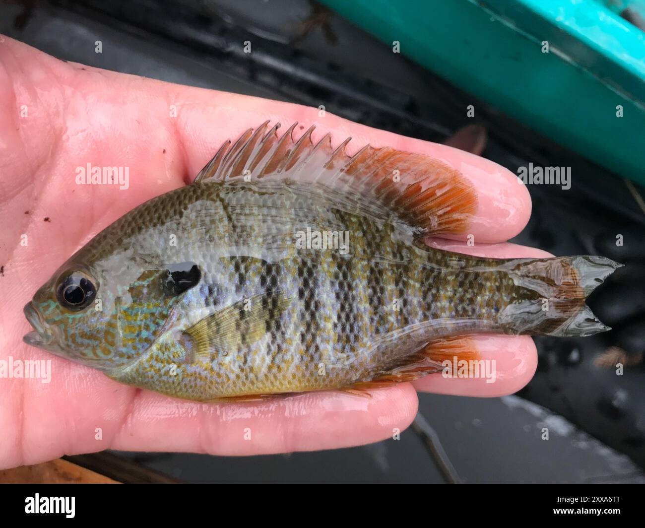 Longear Sunfish Complex (Lepomis megalotis) Actinopterygii Stock Photo ...
