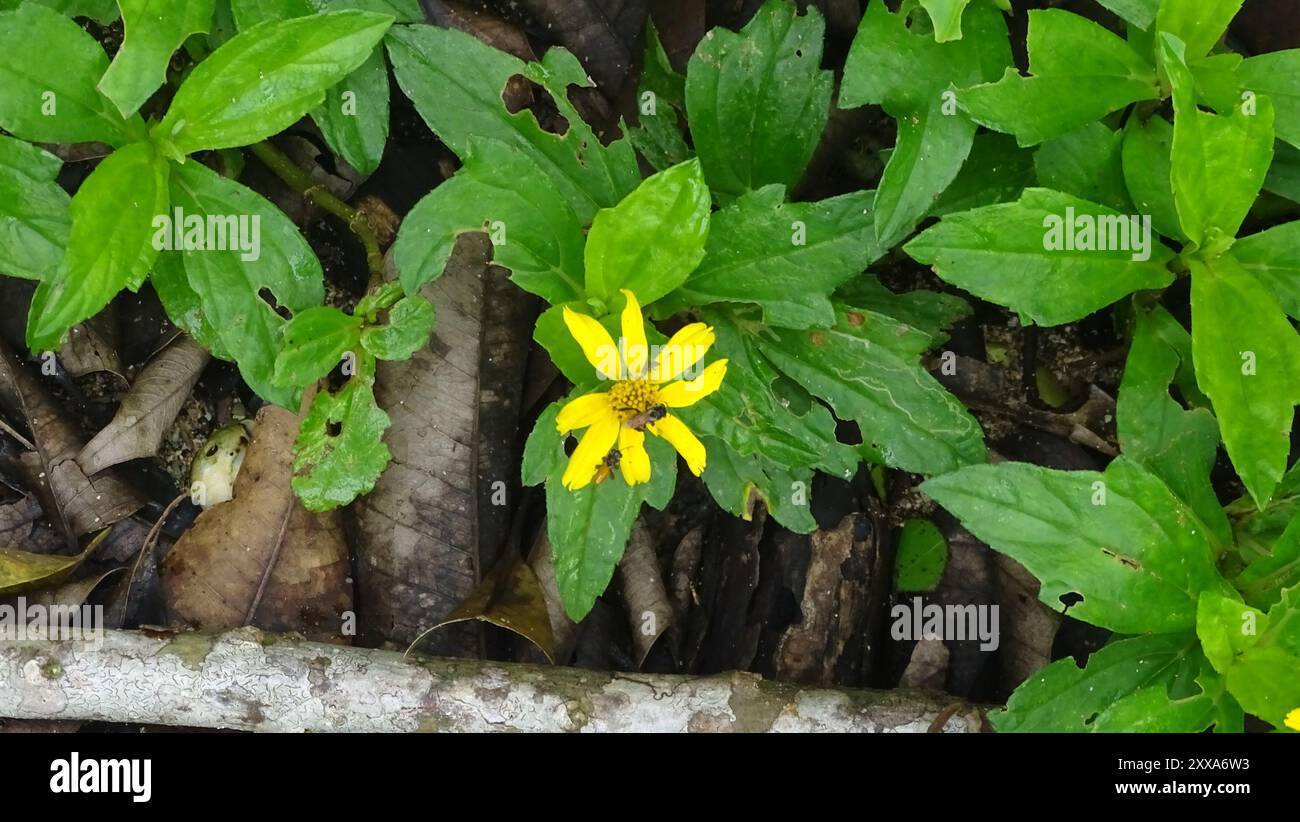 trailing daisy (Sphagneticola trilobata) Plantae Stock Photo - Alamy