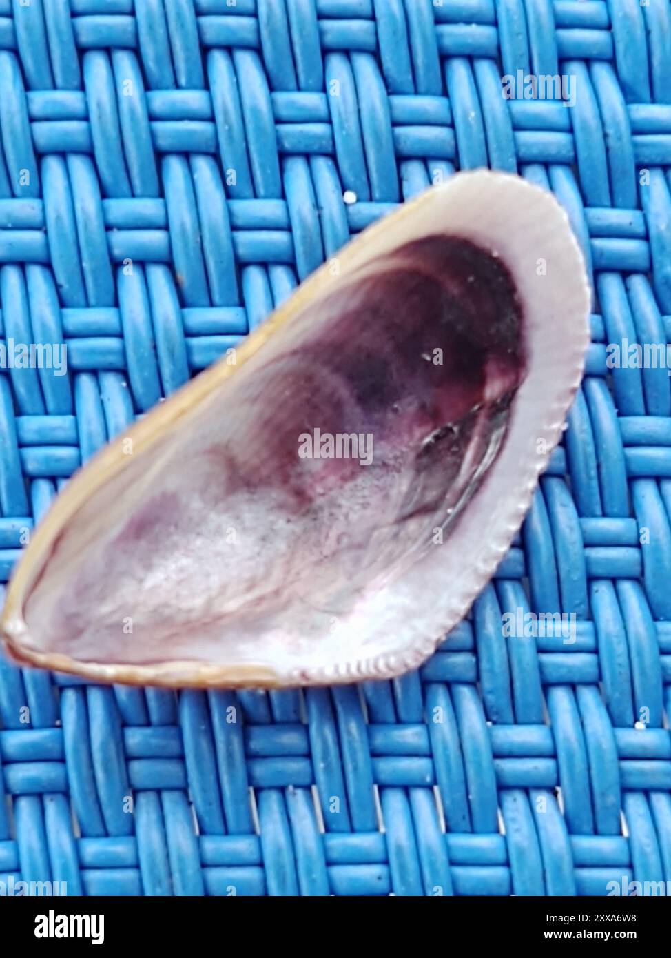 Yellow Mussel (Brachidontes modiolus) Mollusca Stock Photo - Alamy