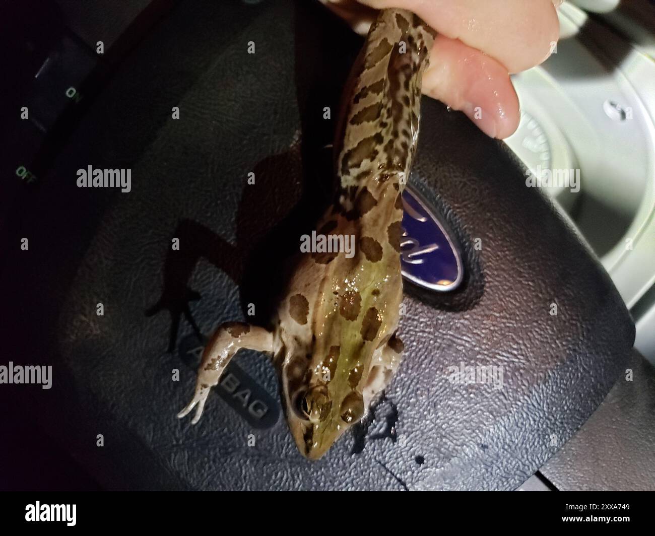 Coastal Plains Leopard Frog (Lithobates sphenocephalus utricularius ...