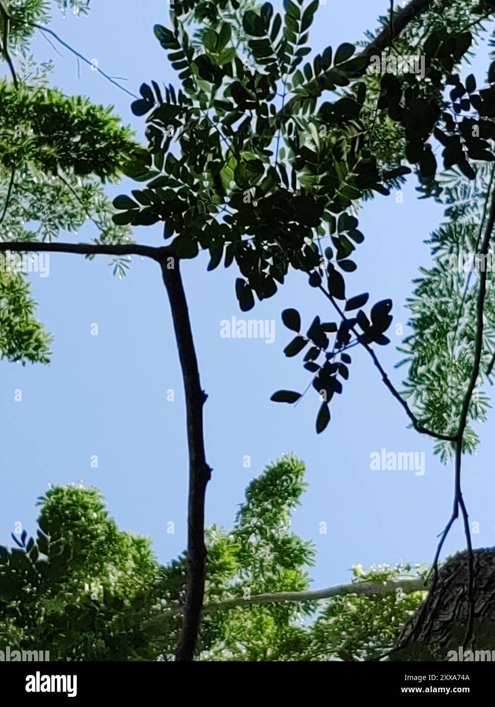 Monkey pod tree (Samanea saman) Plantae Stock Photo - Alamy