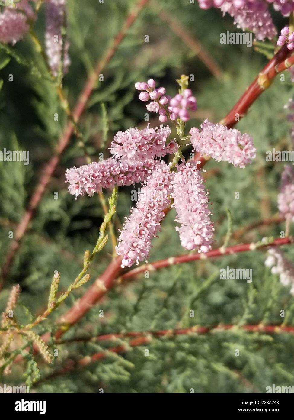 saltcedar (Tamarix ramosissima) Plantae Stock Photo - Alamy