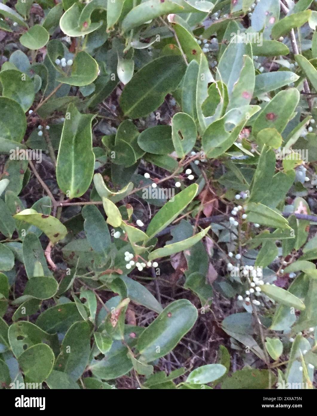 laurel-leaf greenbrier (Smilax laurifolia) Plantae Stock Photo - Alamy