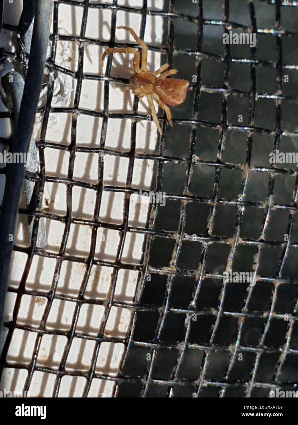 Square-ended Crab Spiders (Sidymella) Arachnida Stock Photo - Alamy