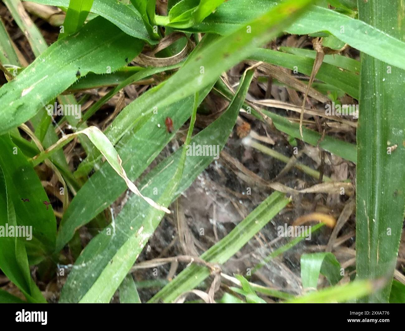 Sheetweb and Dwarf Weavers (Linyphiidae) Arachnida Stock Photo - Alamy