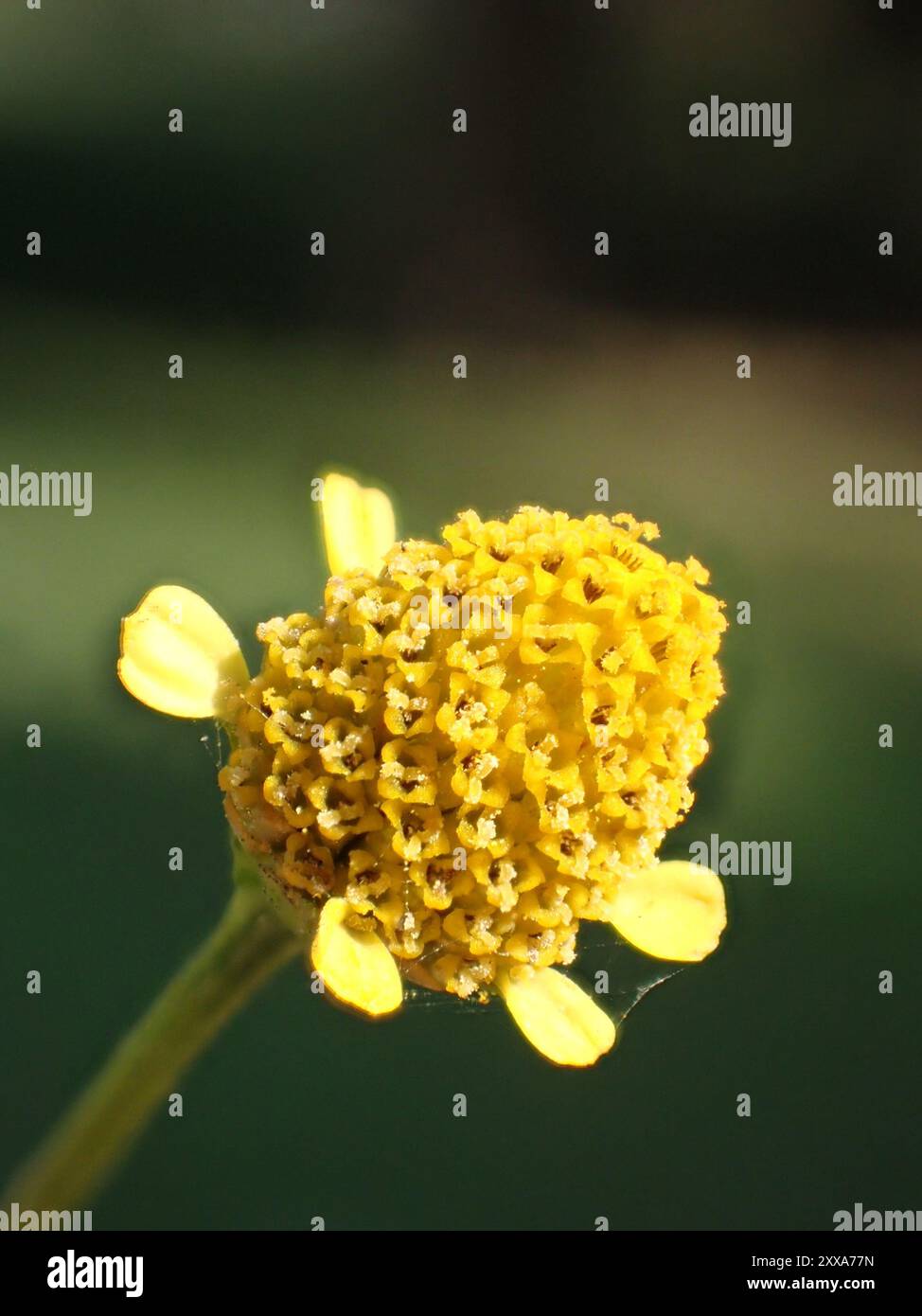 marsh para cress (Acmella uliginosa) Plantae Stock Photo - Alamy