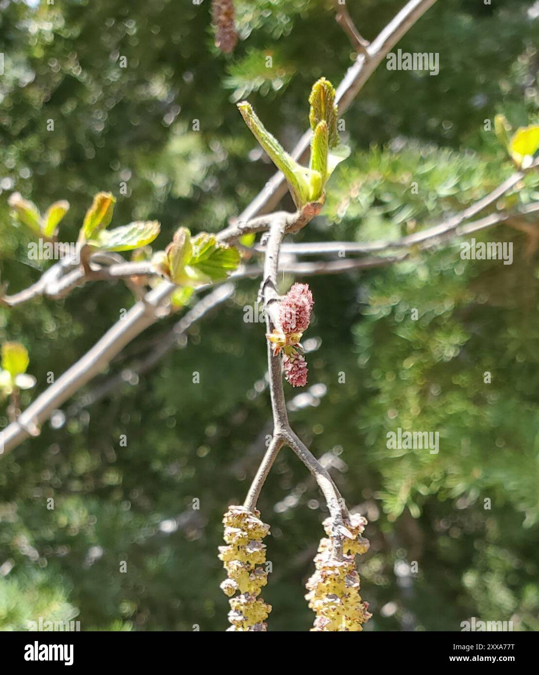 green alder (Alnus alnobetula) Plantae Stock Photo - Alamy