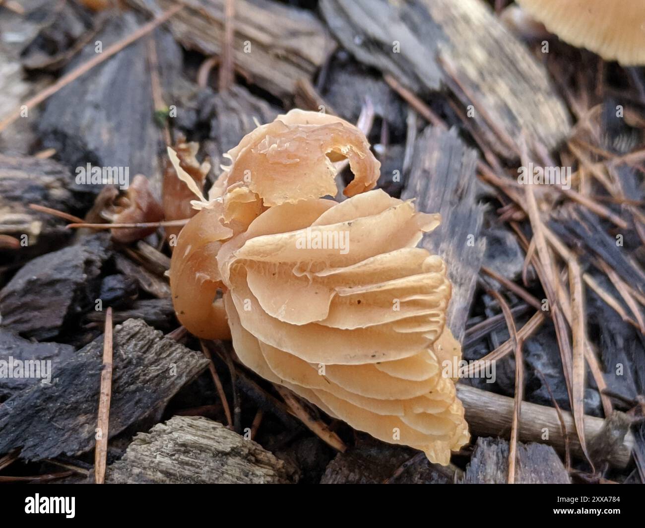 scurfy twiglet (Tubaria furfuracea) Fungi Stock Photo - Alamy