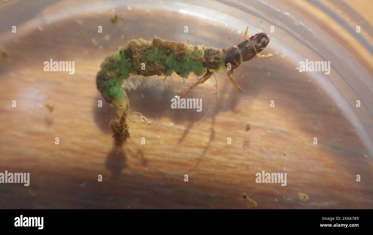 Net-spinning Caddisflies (Hydropsychidae) Insecta Stock Photo - Alamy