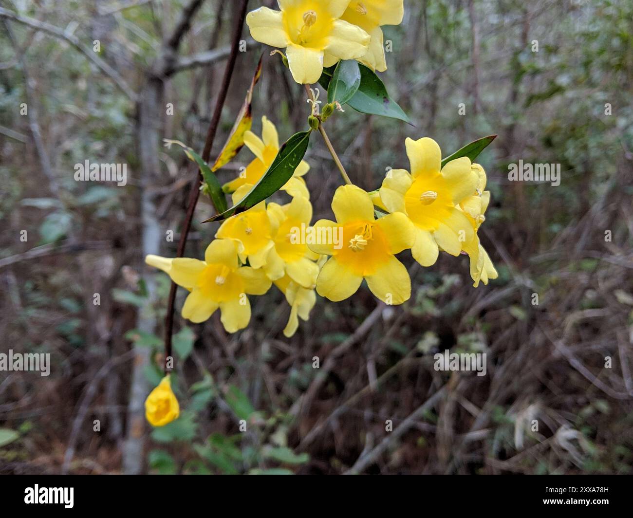 yellow jessamine (Gelsemium sempervirens) Plantae Stock Photo - Alamy