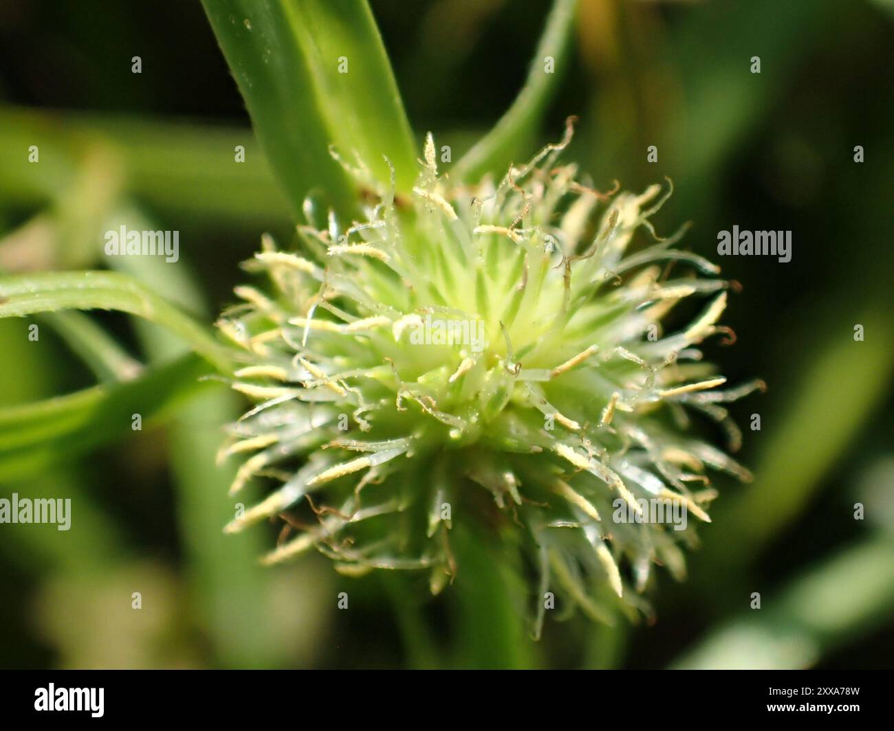 Shortleaf Spikesedge (Cyperus brevifolius) Plantae Stock Photo - Alamy