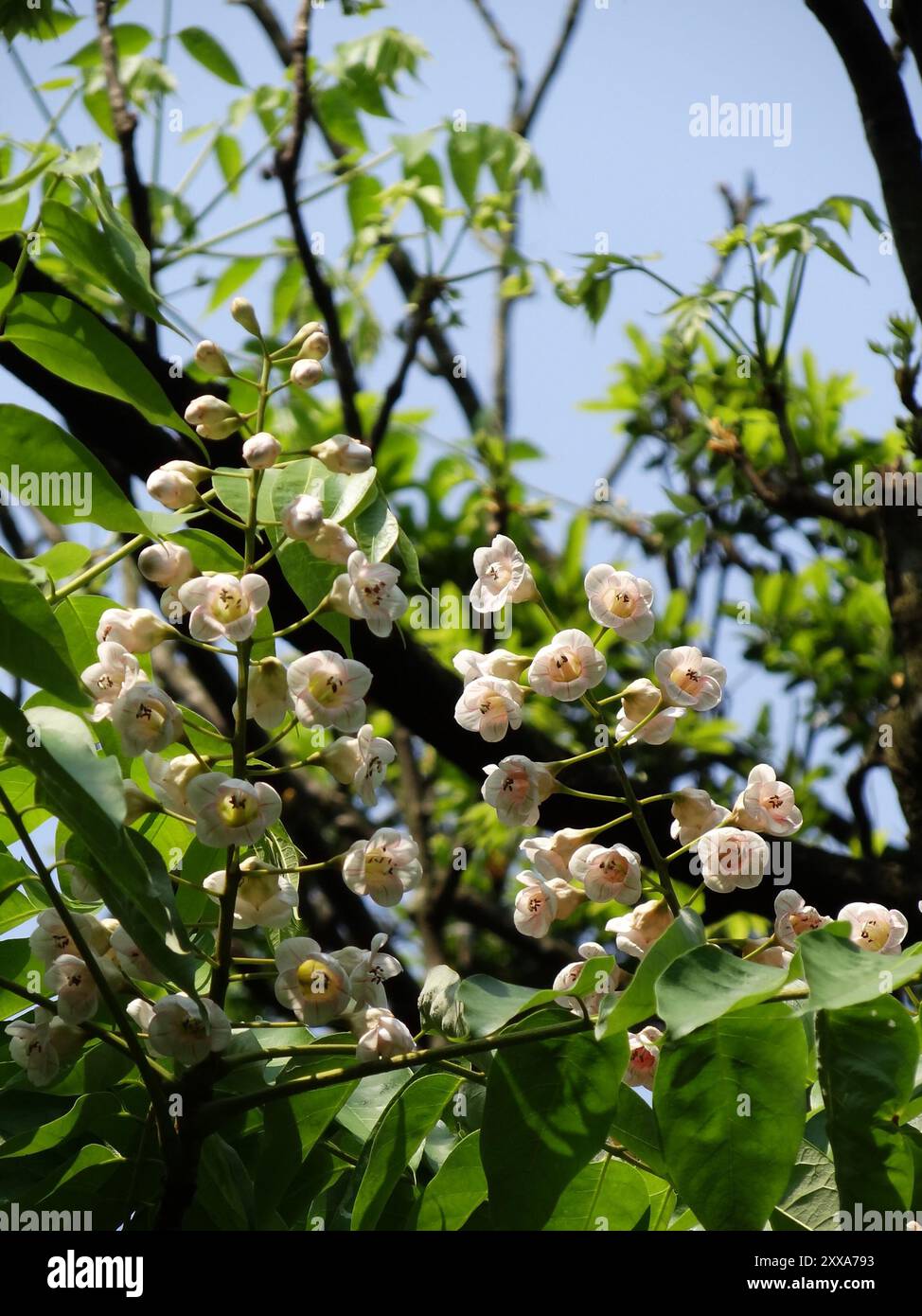(Bretschneidera sinensis) Plantae Stock Photo - Alamy
