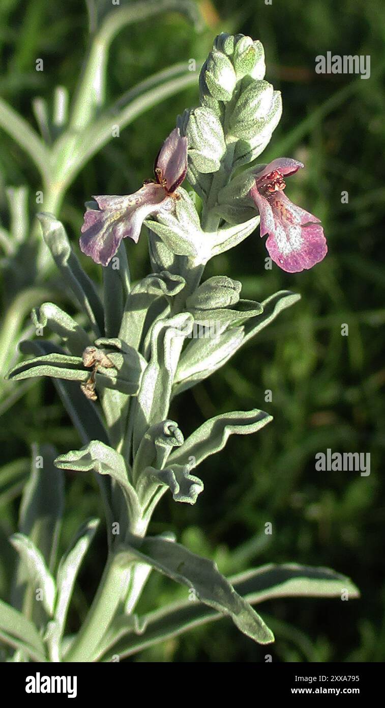 (Stachys spathulata) Plantae Stock Photo - Alamy
