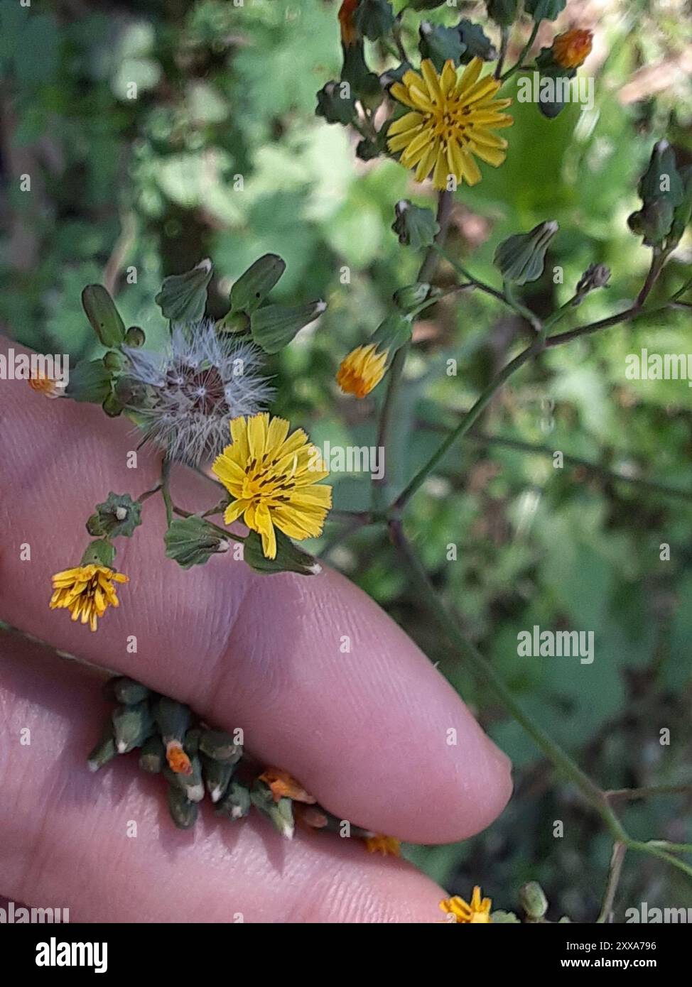 Oriental false hawksbeard (Youngia japonica) Plantae Stock Photo - Alamy