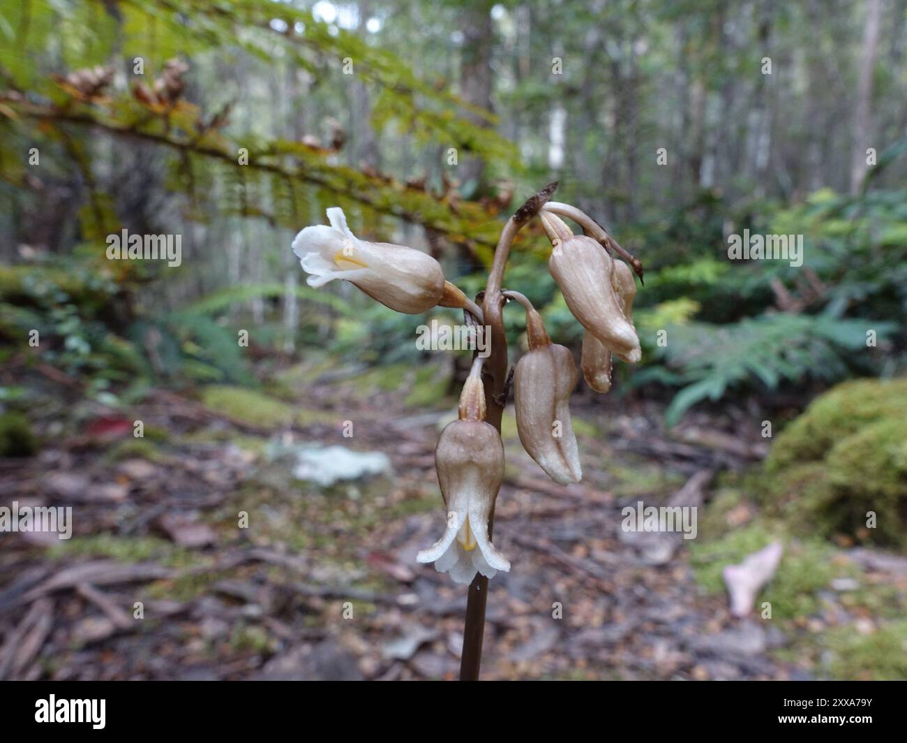 tall potato orchid (Gastrodia procera) Plantae Stock Photo - Alamy