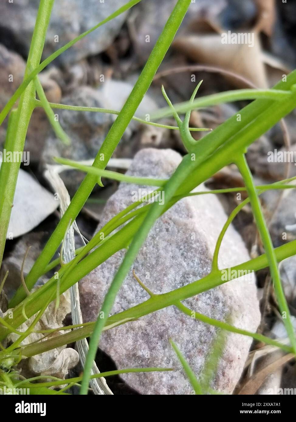 chicories, dandelions, and allies (Cichorioideae) Plantae Stock Photo ...