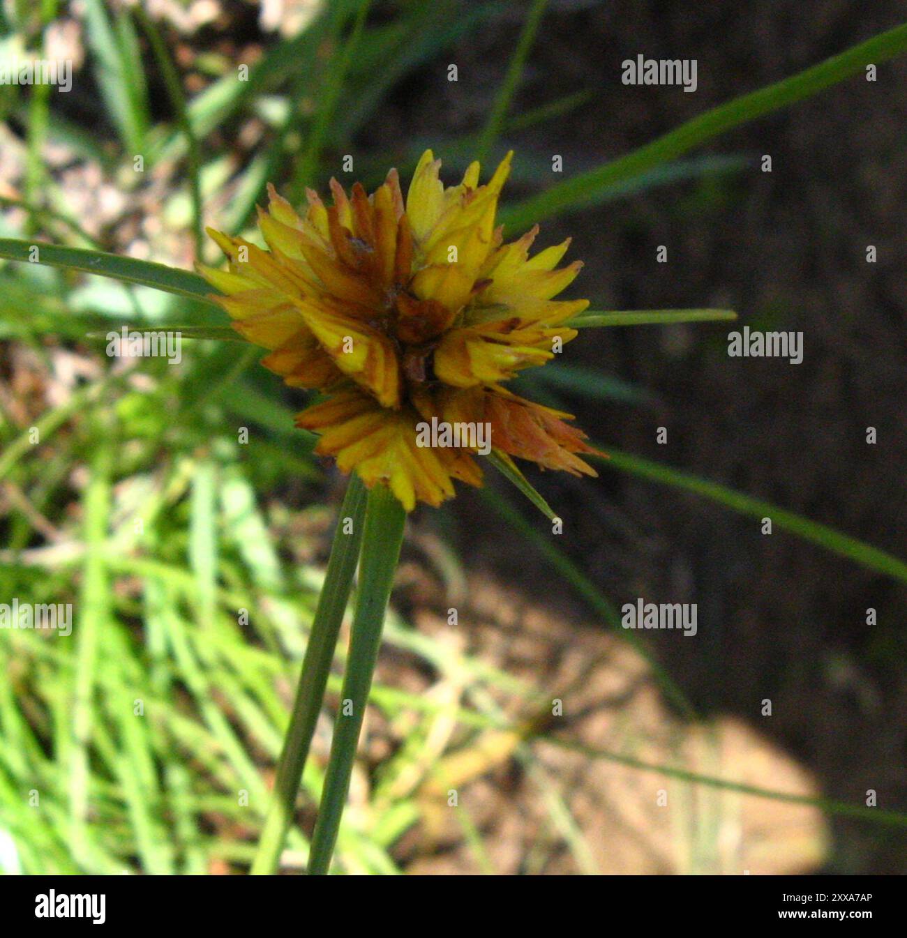 Golden Sedge (Cyperus sphaerocephalus) Plantae Stock Photo - Alamy