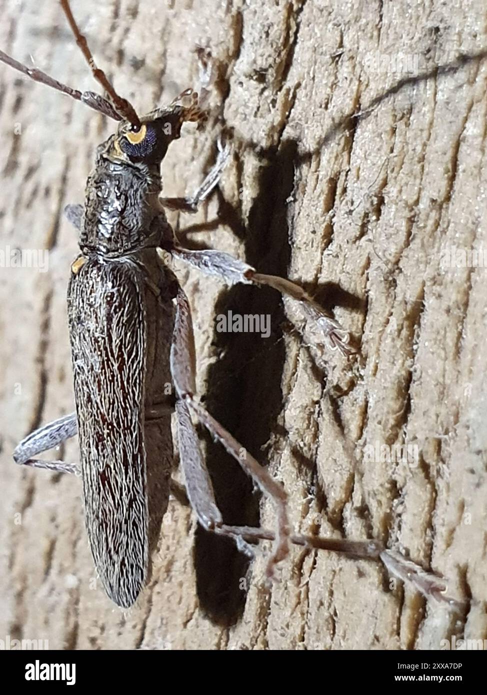 Lemon tree borer (Oemona hirta) Insecta Stock Photo - Alamy