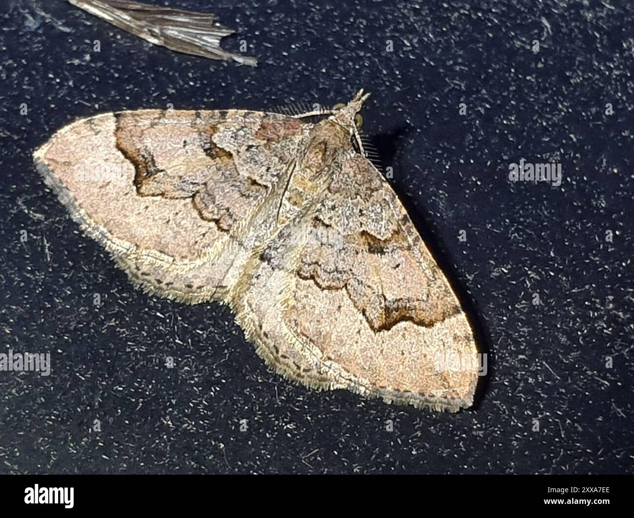 New Zealand Looper (Epyaxa rosearia) Insecta Stock Photo - Alamy