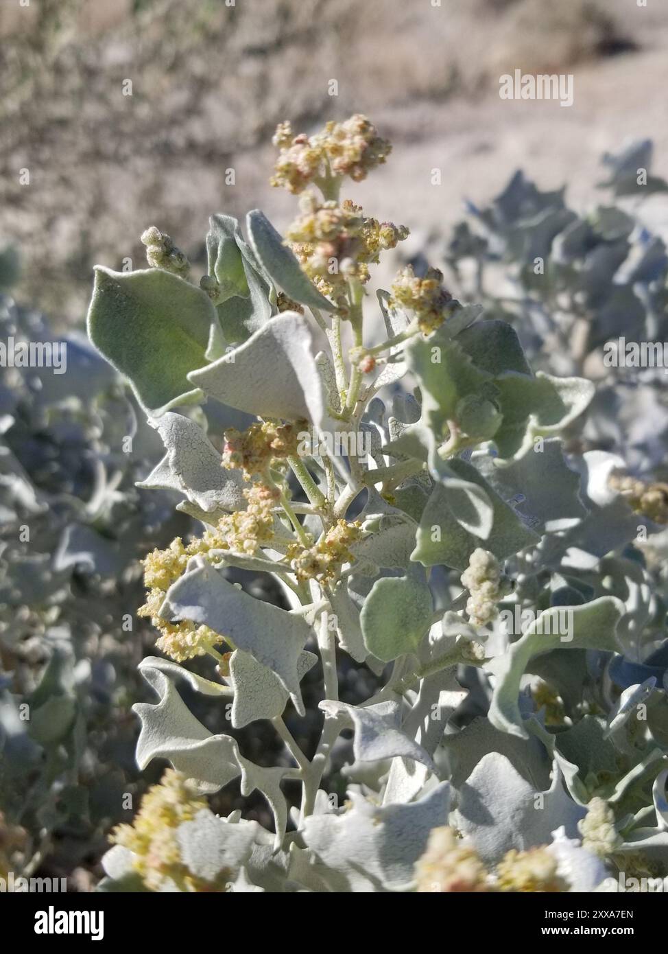 Desert Holly (Atriplex hymenelytra) Plantae Stock Photo - Alamy